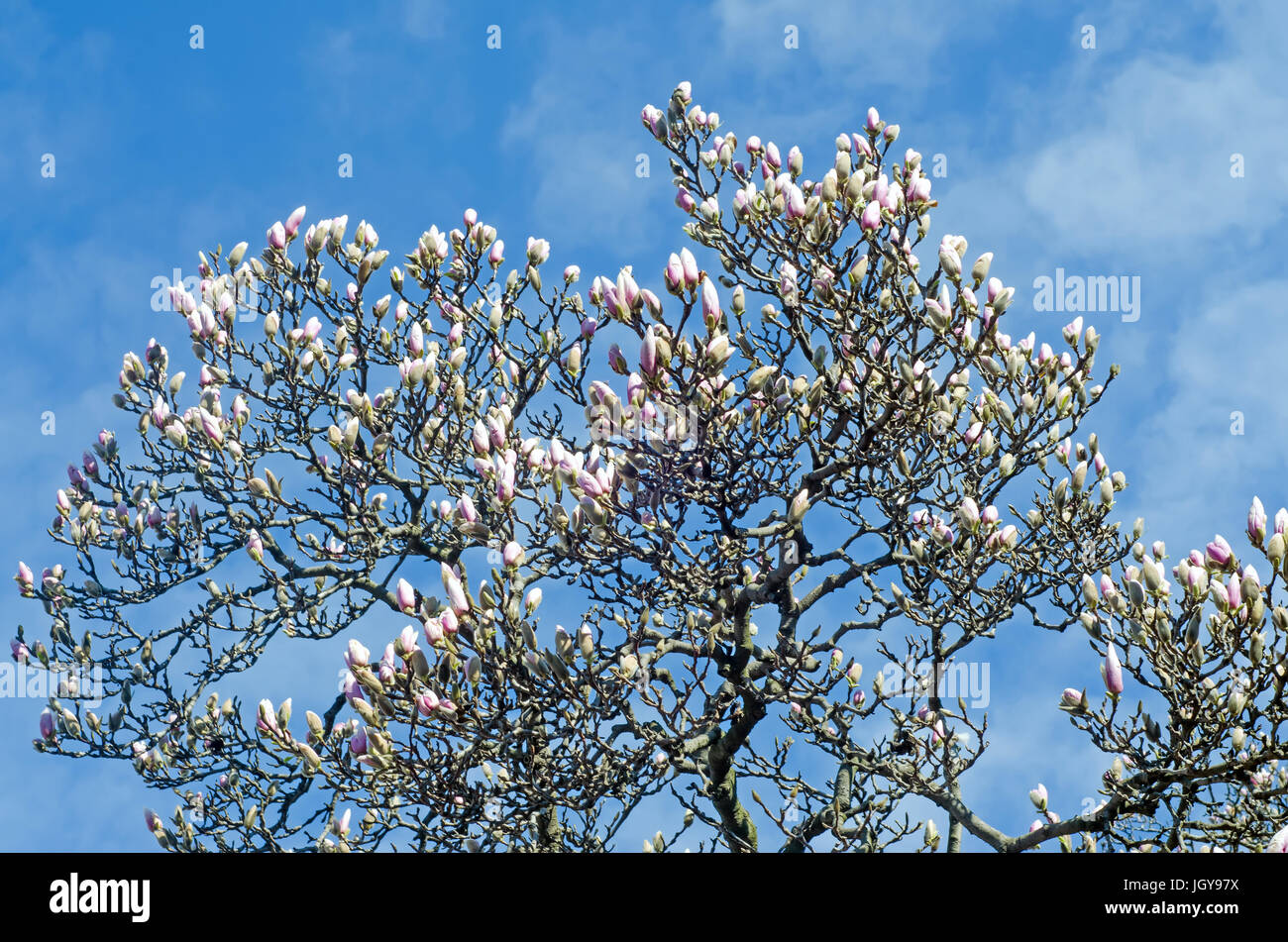 Pink magnolia tree branch flowers, family Magnoliaceae, close up ...