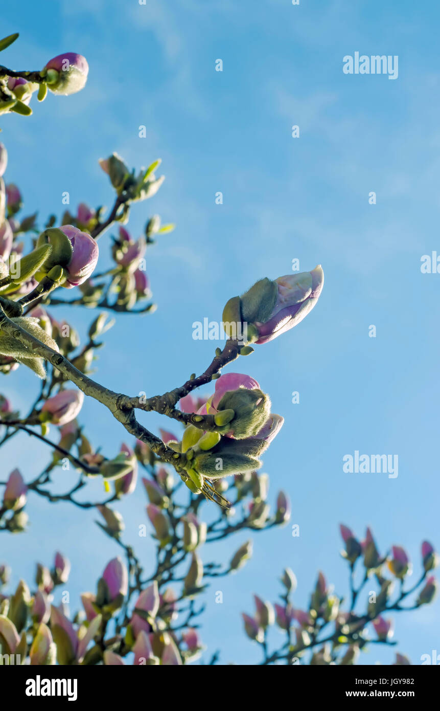 Pink magnolia tree branch flowers, family Magnoliaceae, close up ...