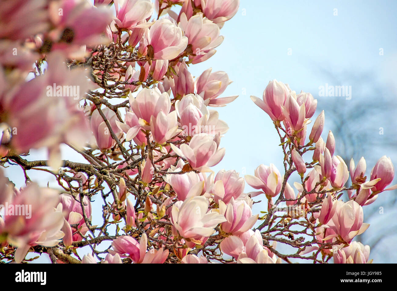 Pink magnolia tree branch flowers, family Magnoliaceae, close up ...