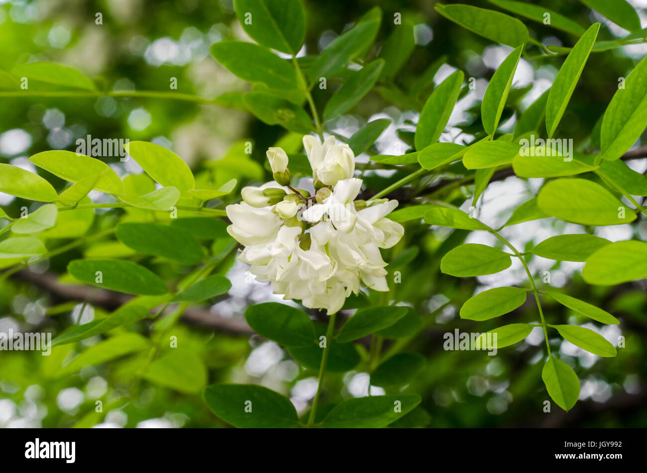 Black locust, Robinia pseudoacacia tree flowers, close up Stock Photo ...