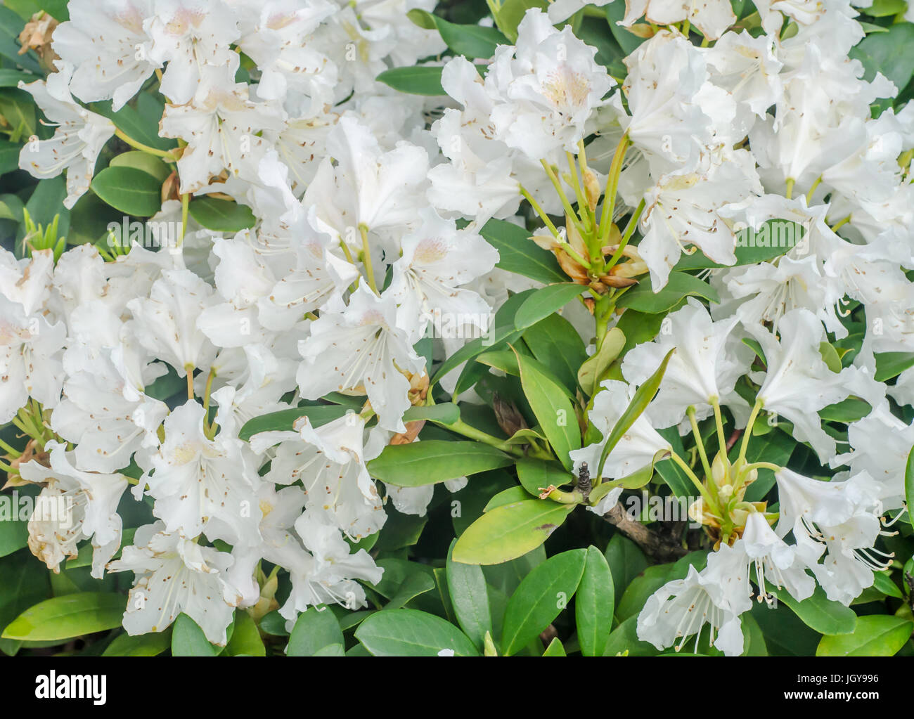 Rhododendron haaga hi-res stock photography and images - Alamy