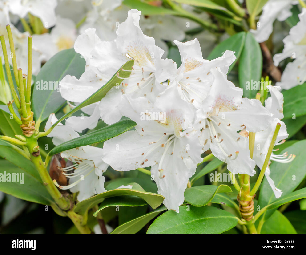 Rhododendron haaga hi-res stock photography and images - Alamy