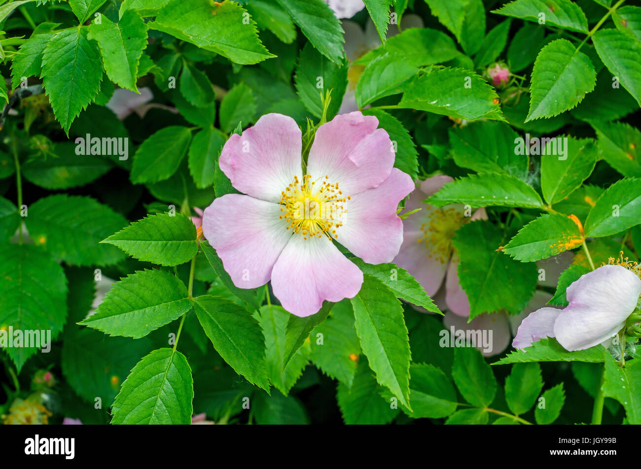 Pink wild rose bush flowers, outdoor park close up Stock Photo - Alamy