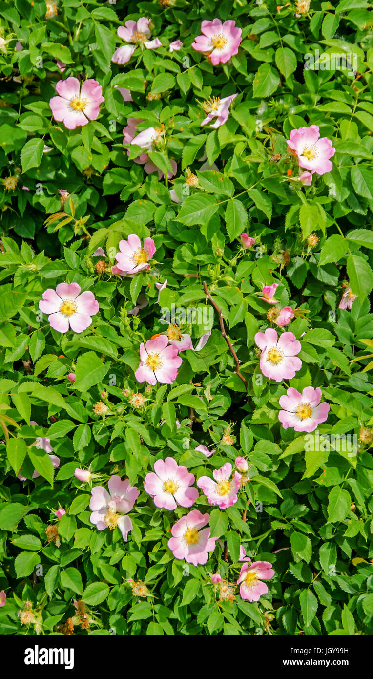 Pink wild rose bush flowers, outdoor park close up Stock Photo - Alamy