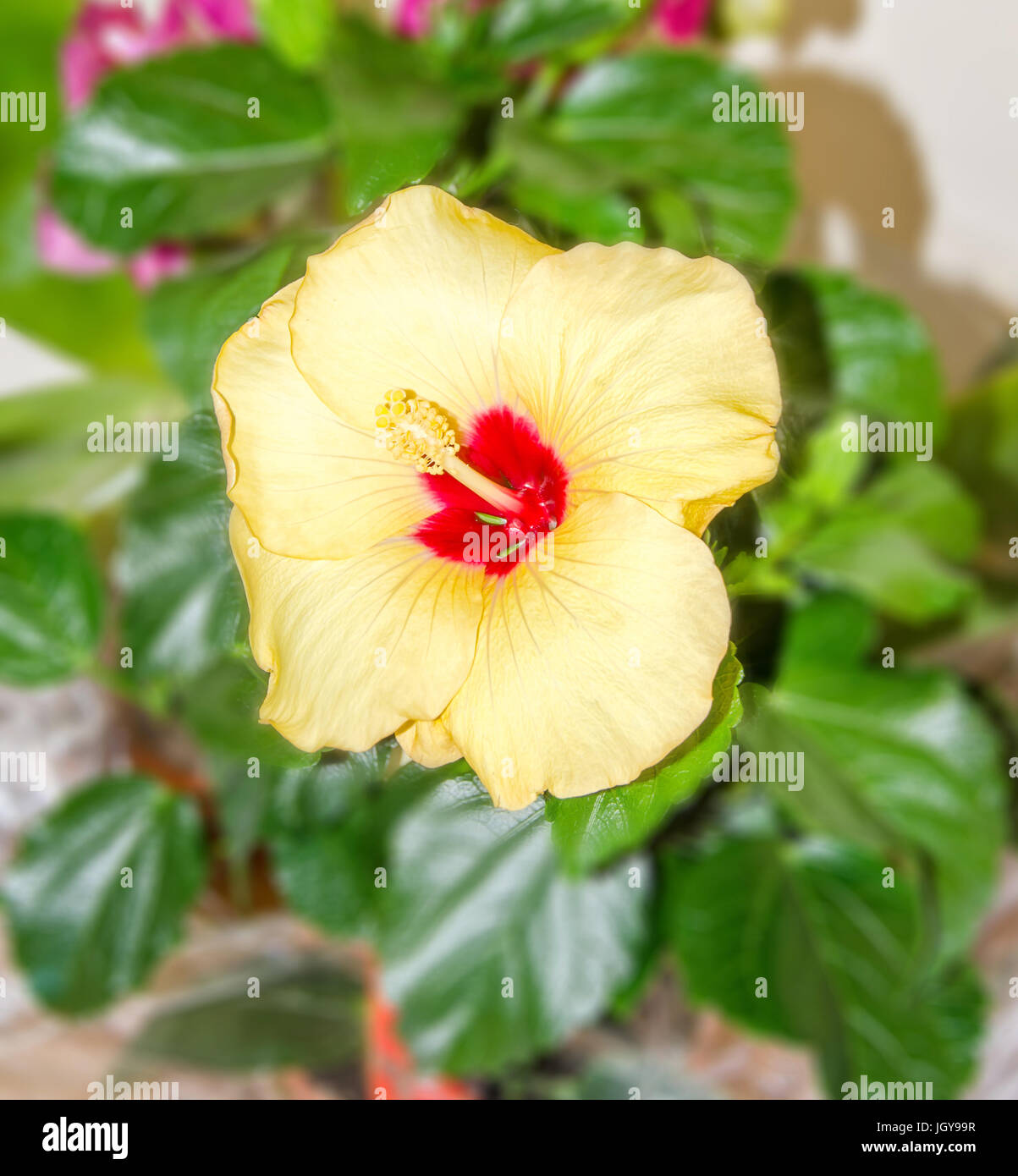 Yellow-orange Japanese Rose, Rosa rugosa, hibiscus rosa-sinensis Stock ...