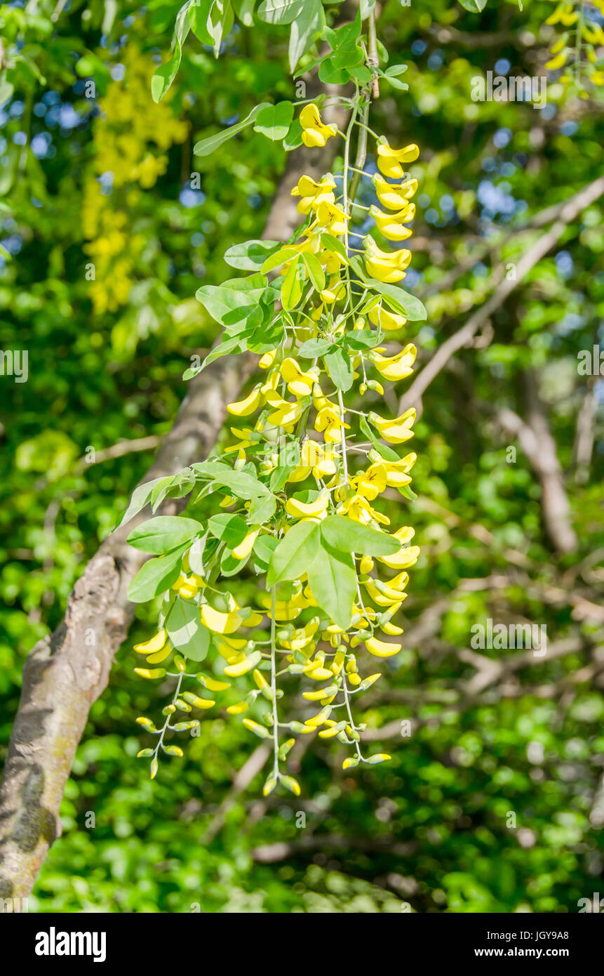 Wild Yellow Black locust, Robinia pseudoacacia flowers Stock Photo - Alamy