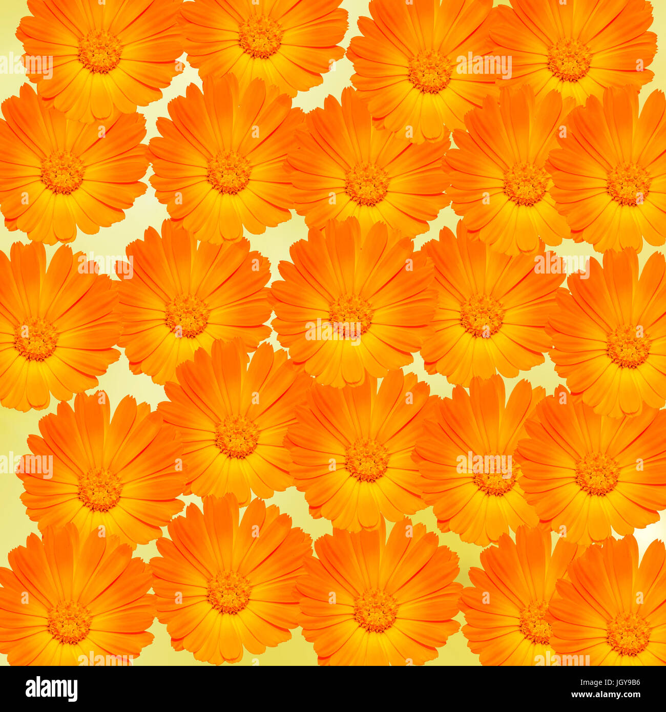 Orange flower of Calendula officinalis, texture close up Stock Photo ...
