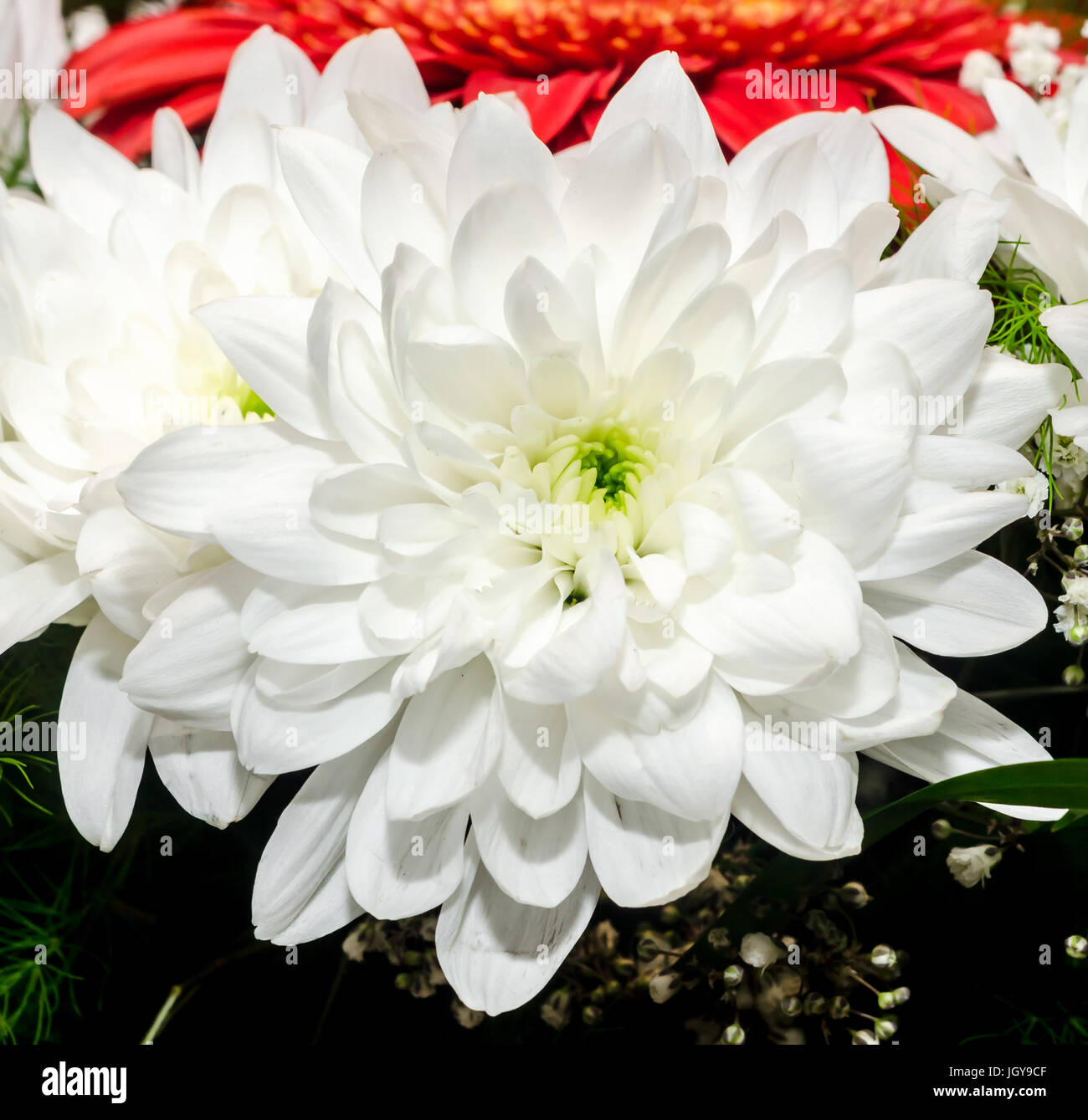 White Chrysanthemum flowers, mums or chrysanths, floral arrangement ...