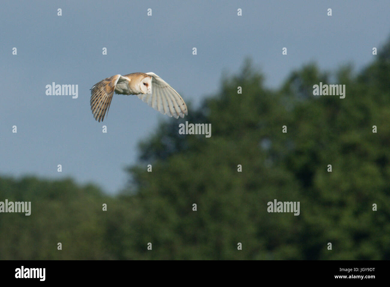 Flying barn owl hi-res stock photography and images - Alamy