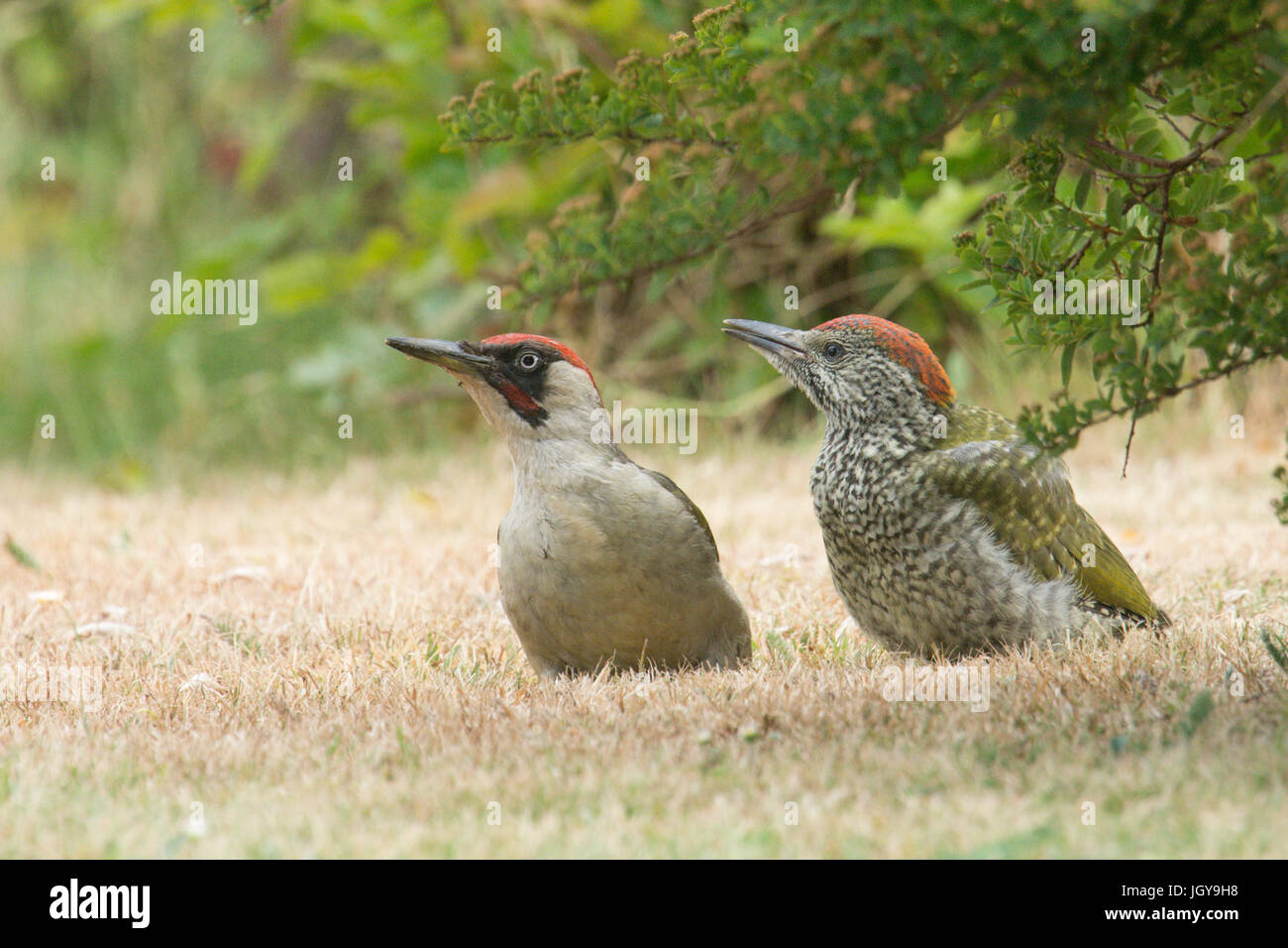Baby woodpeckers hi-res stock photography and images - Alamy