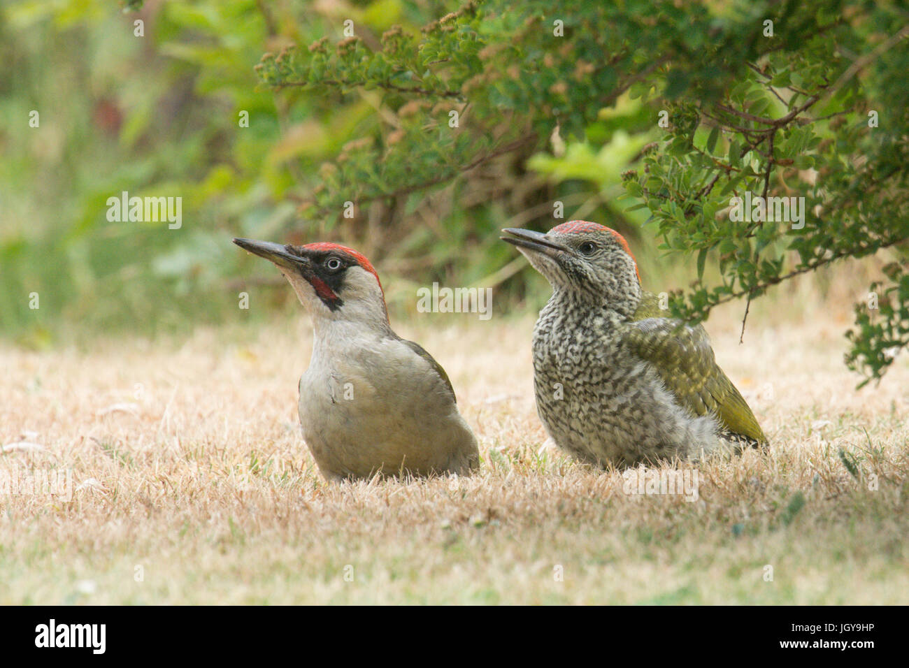 Baby woodpeckers hi-res stock photography and images - Alamy