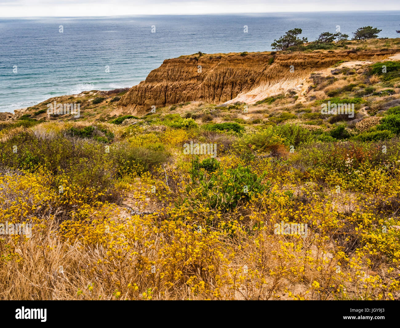 torrey pines state nature reserve wildflowers Stock Photo - Alamy