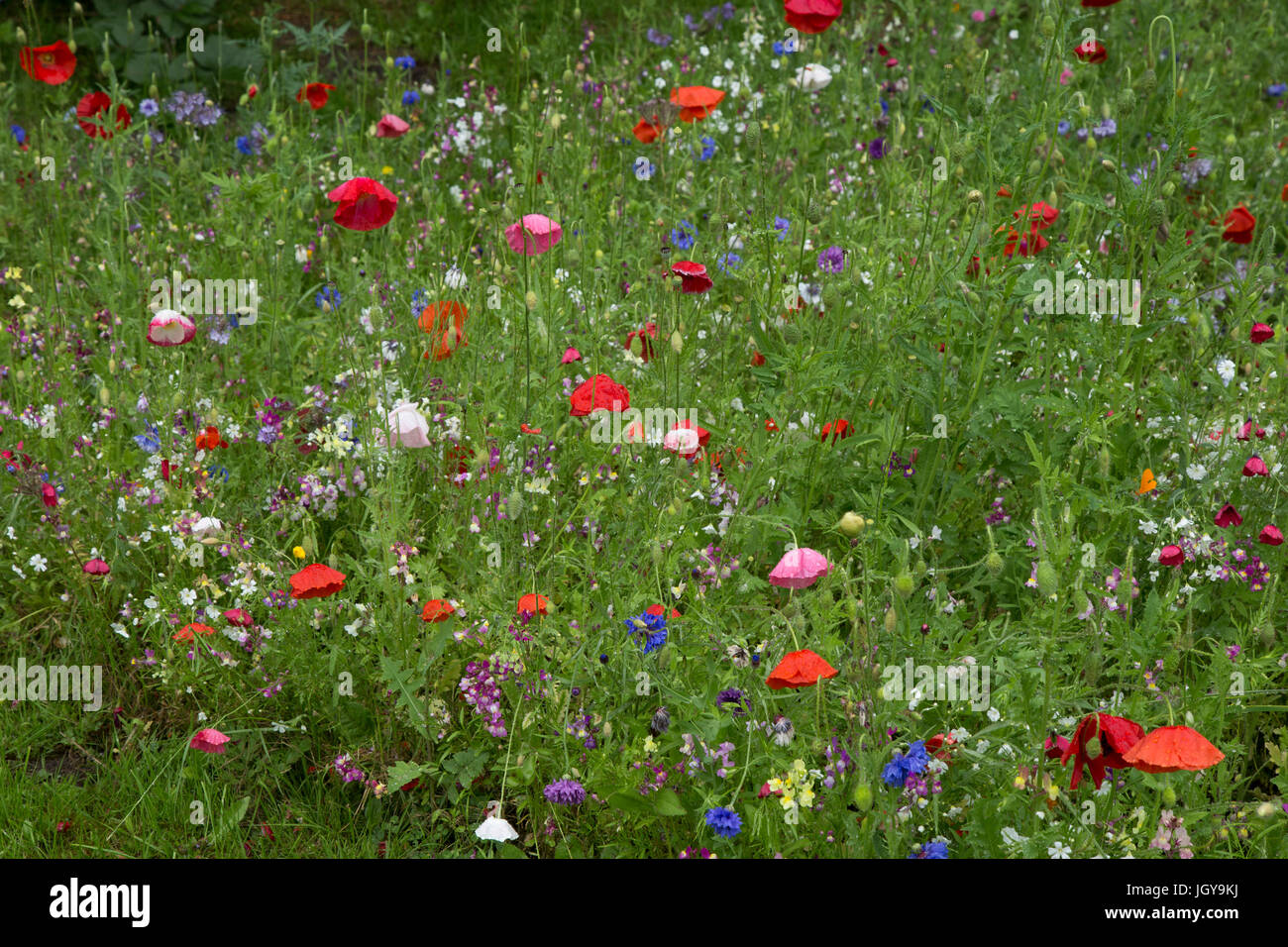 English wild flower garden Stock Photo - Alamy