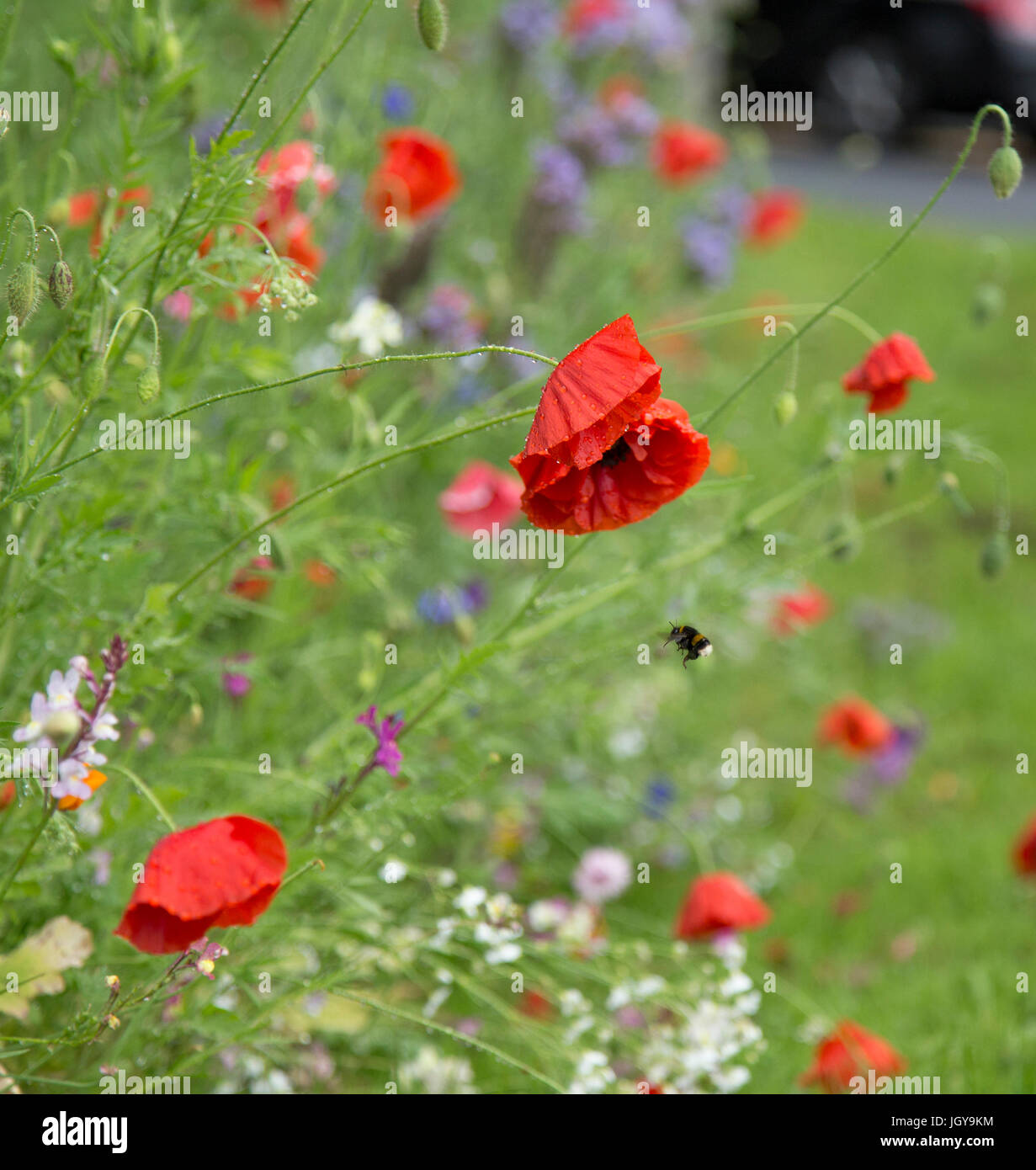 English wild flower garden Stock Photo - Alamy