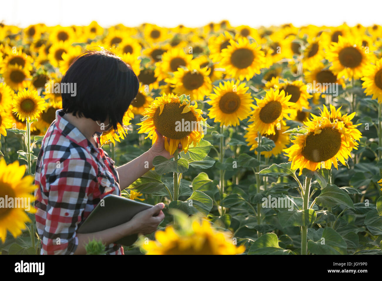 Female farmer, an agronomist by profession, is in the field with ...