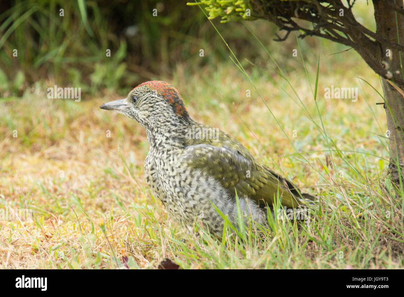 Baby woodpecker hi-res stock photography and images - Alamy