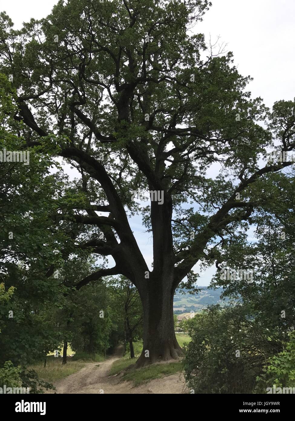 100 branch oak hi-res stock photography and images - Alamy
