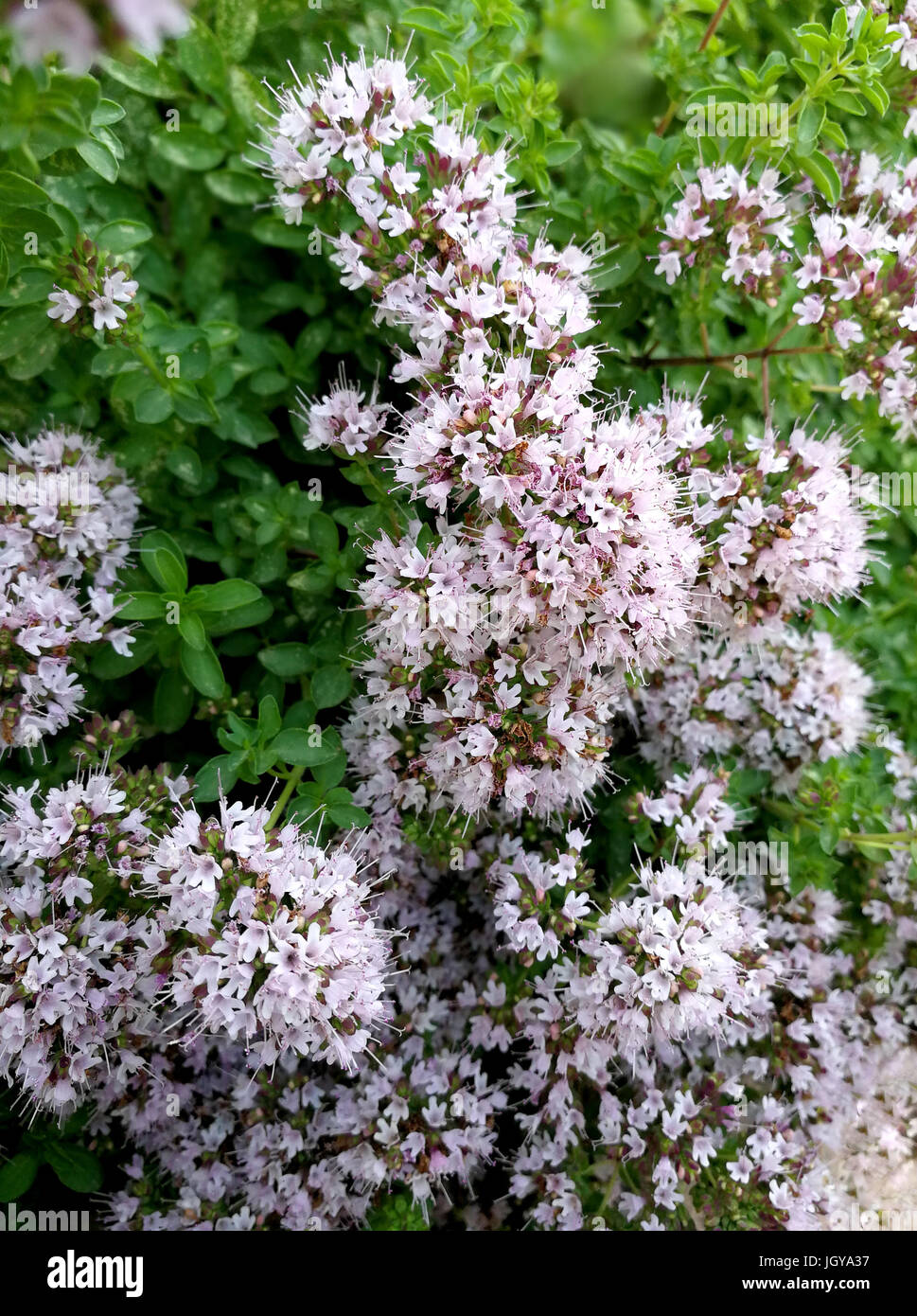 Oregano in bloom Stock Photo - Alamy