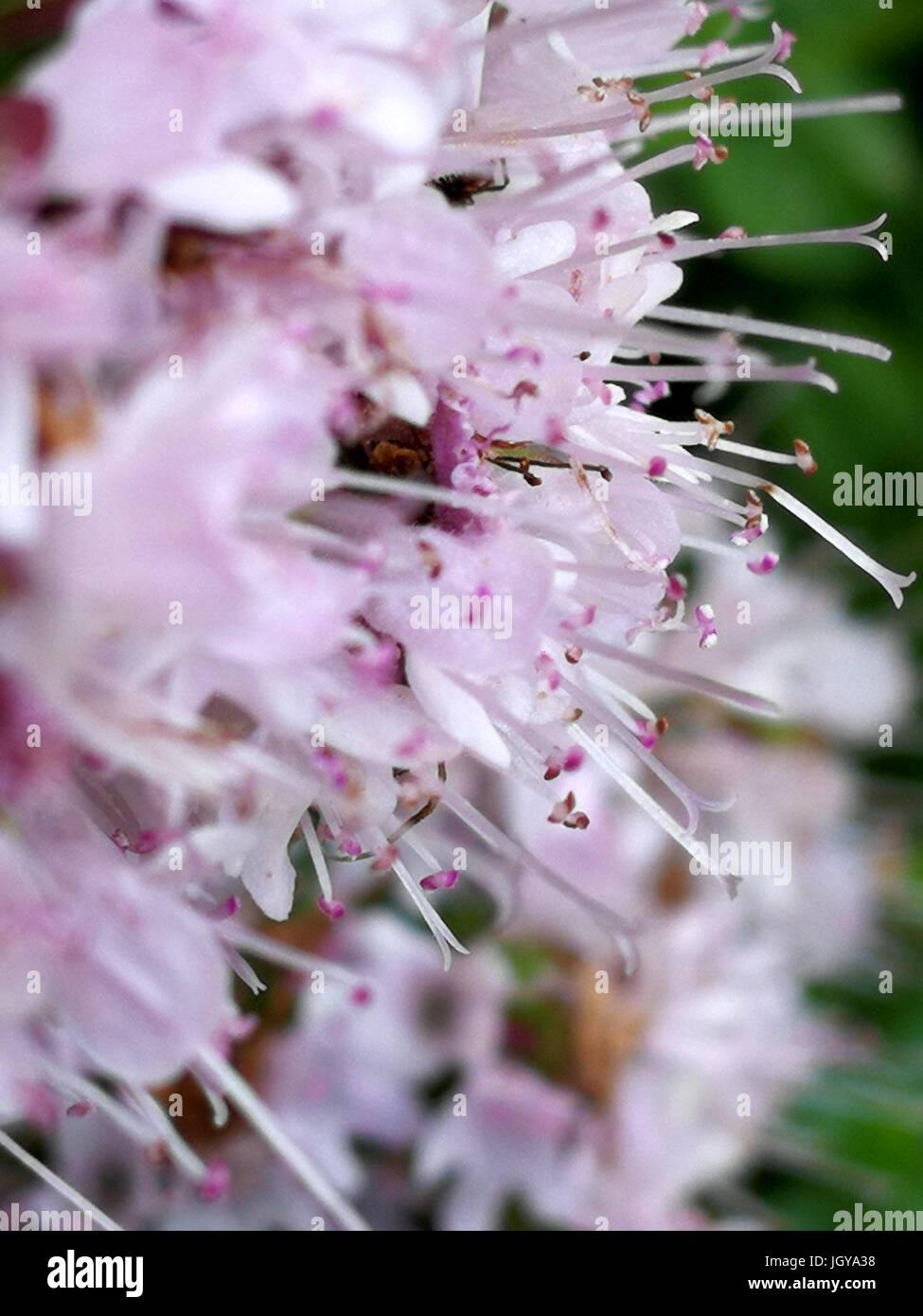 Oregano in bloom Stock Photo - Alamy