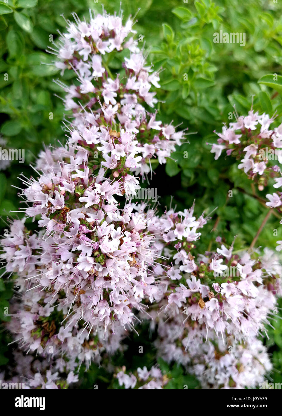 Oregano in bloom Stock Photo - Alamy