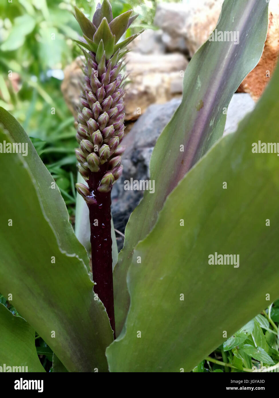 eucomis punctata in the garden Stock Photo - Alamy