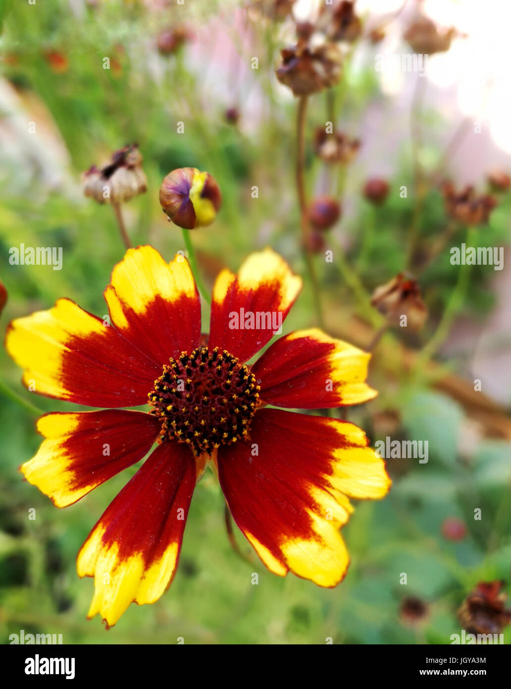 Golden Tickseed Coreopsis Tinctoria High Resolution Stock Photography ...