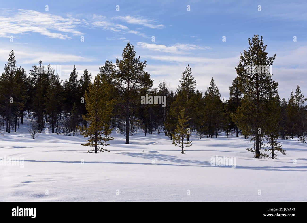 Taiga Forest in early spring near Muotkan Maja Lodge in Finnish Lapland ...