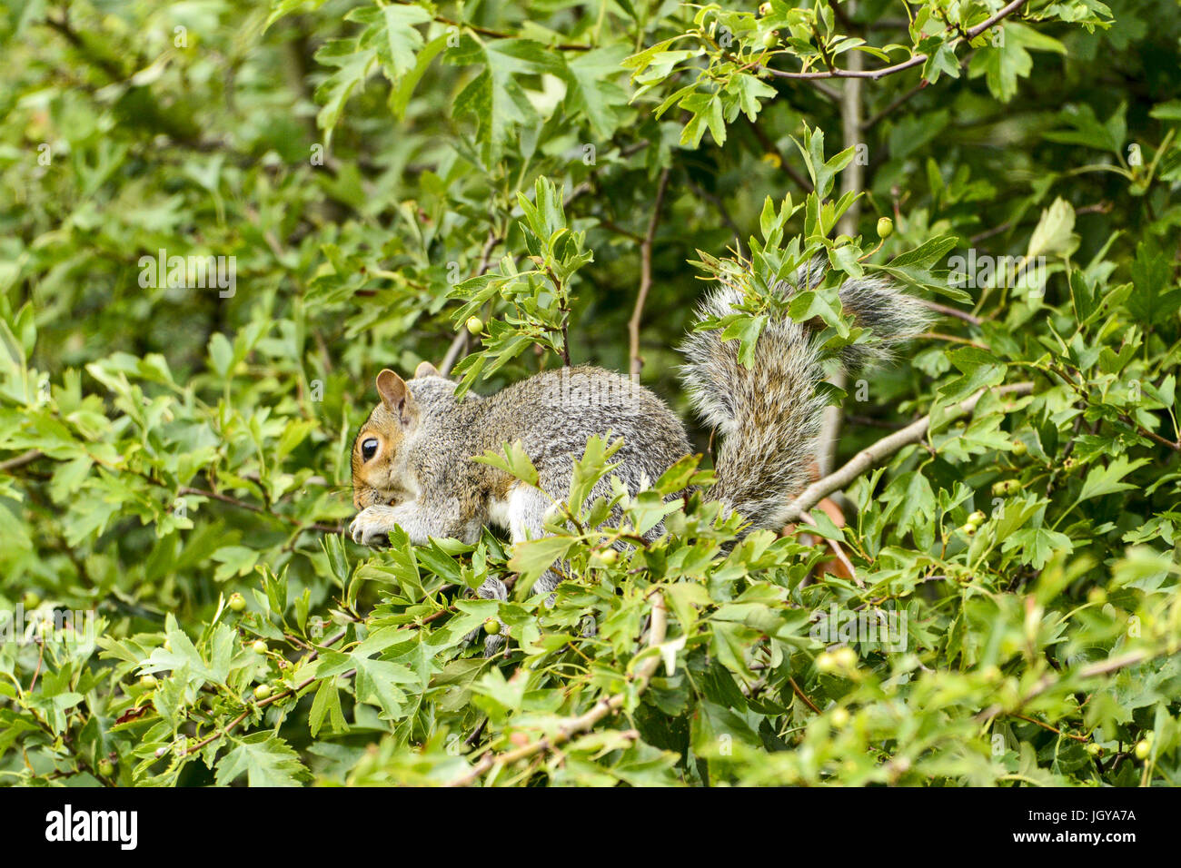 Grey Squirrel in Hawthorn Tree Stock Photo - Alamy