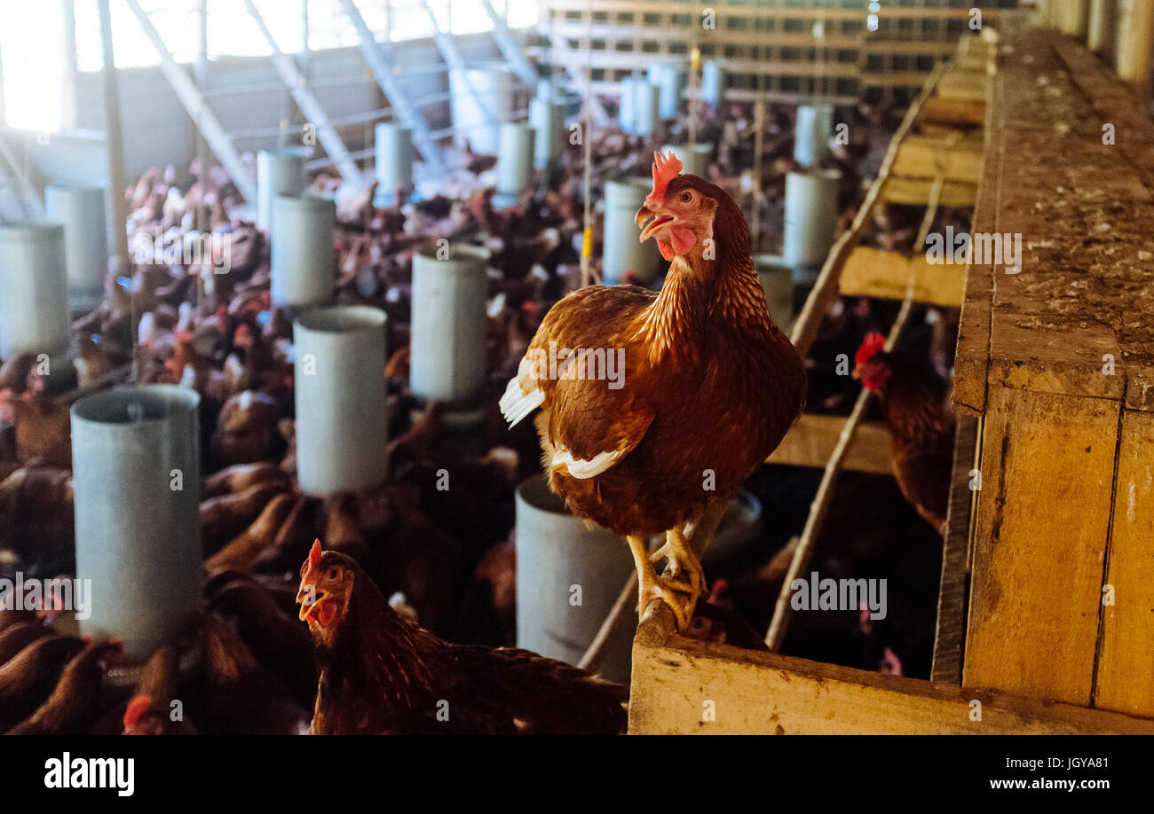 Industrial chicken hen for egg production Stock Photo - Alamy