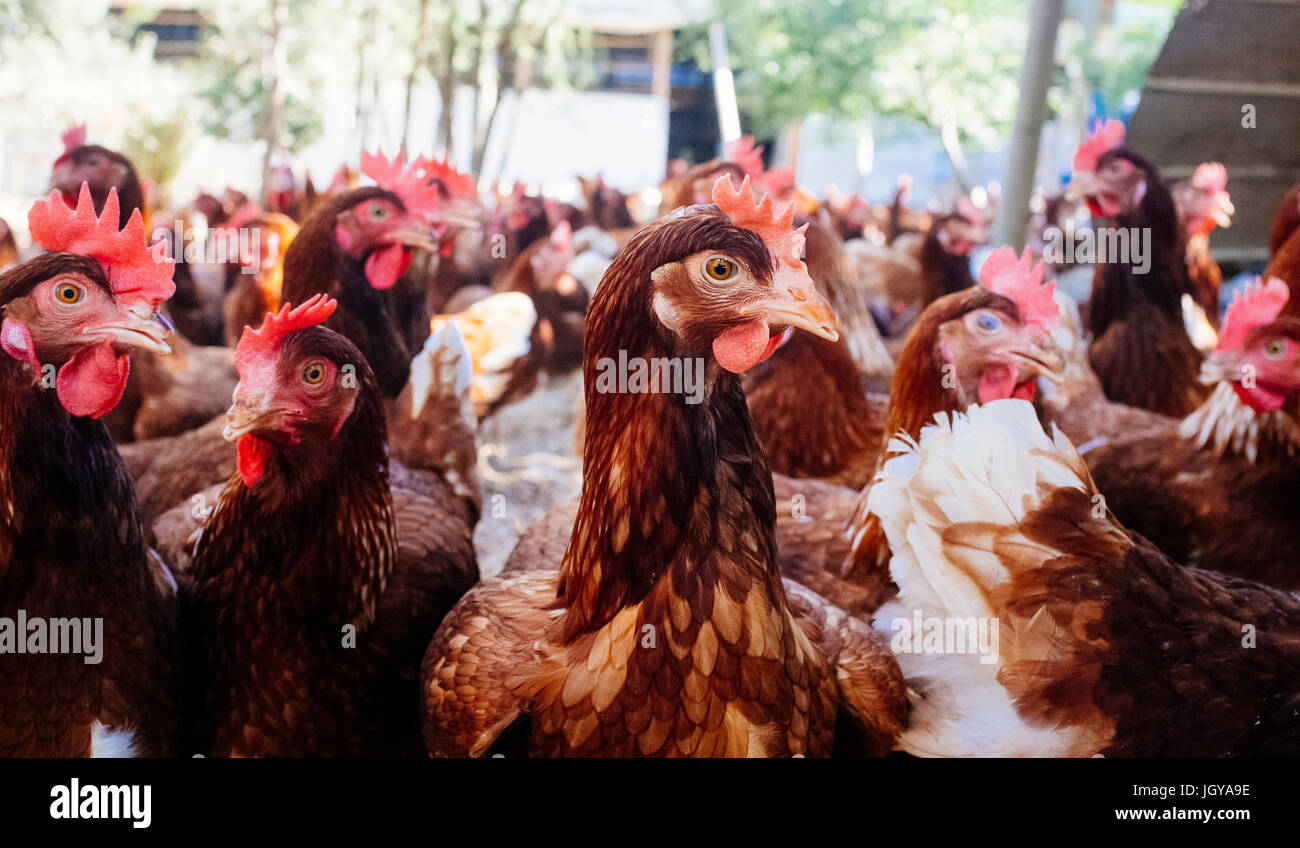 Industrial chicken hen for egg production Stock Photo - Alamy