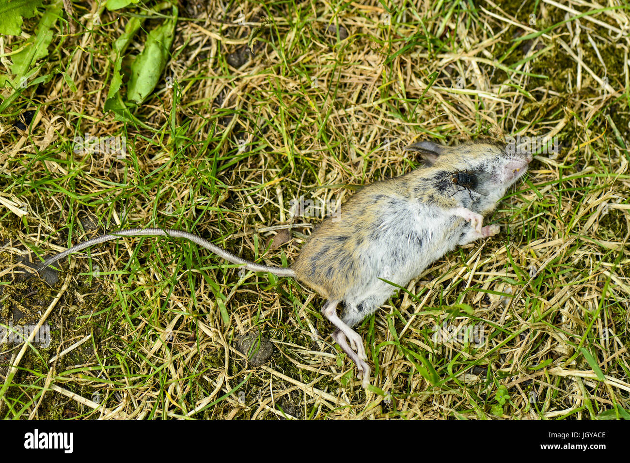 Grass dead mouse hi-res stock photography and images - Alamy