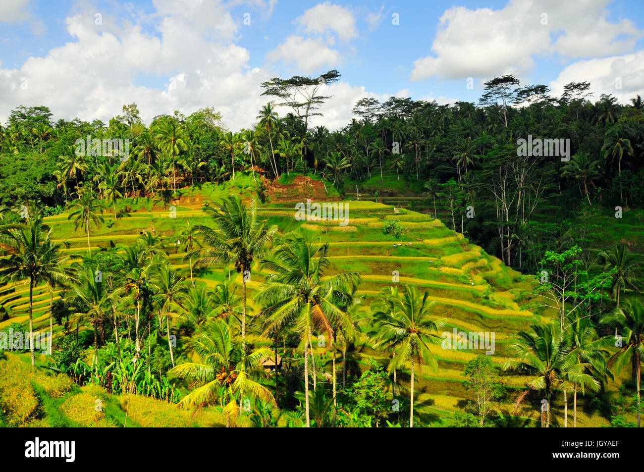 Hillside rice paddy field in Bali, Indonesia Stock Photo - Alamy