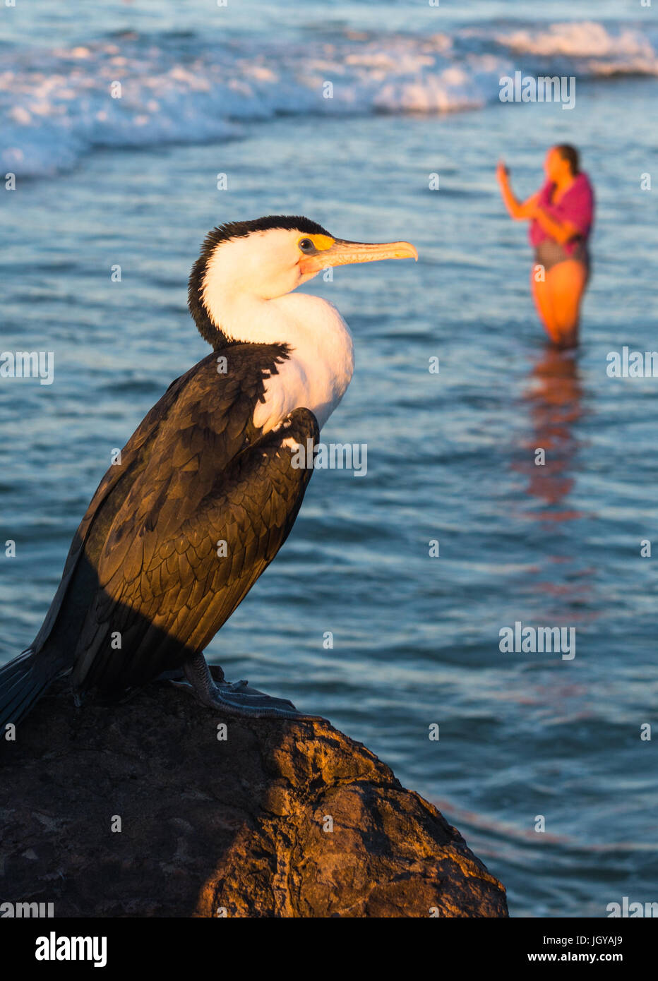 Australian bather hi-res stock photography and images - Alamy