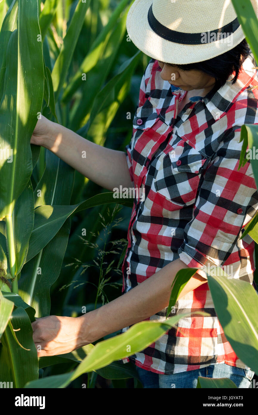 Corn starch production hi-res stock photography and images - Alamy