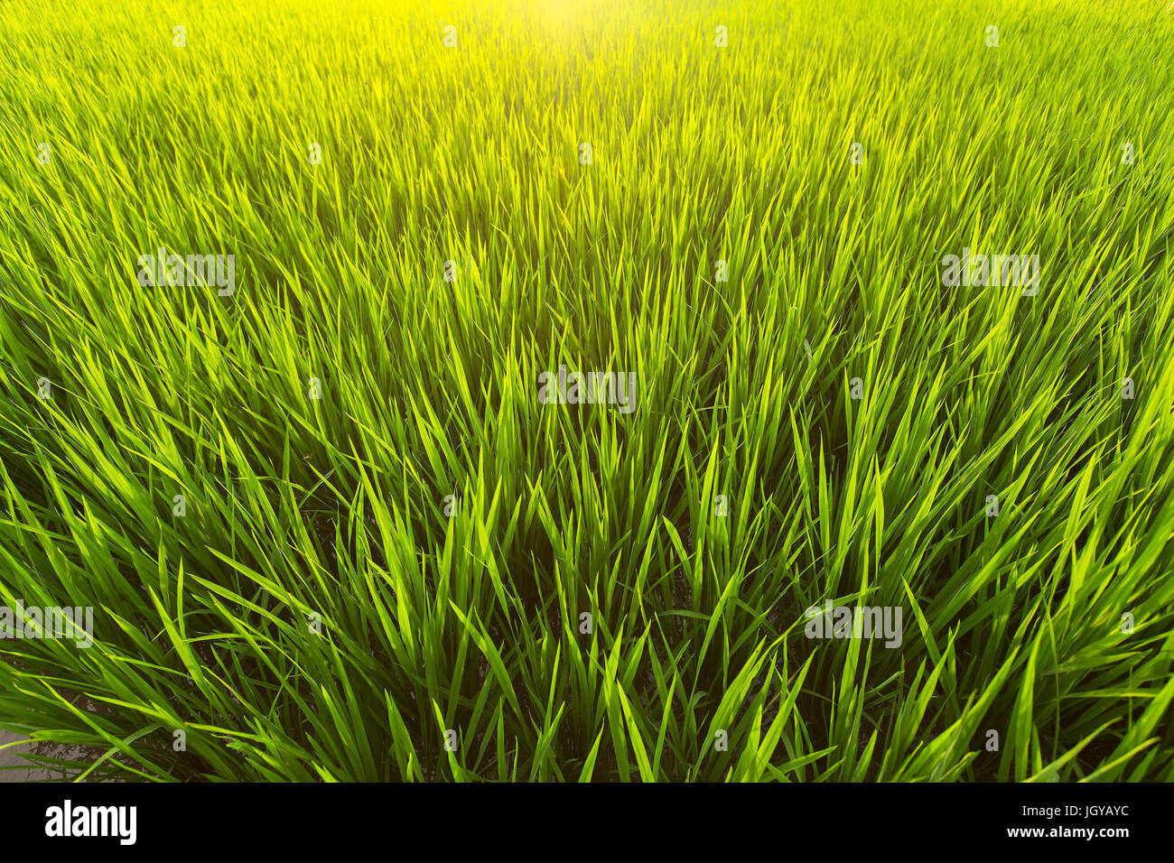 Basmati Rice Growing Stock Photos & Basmati Rice Growing Stock Images ...