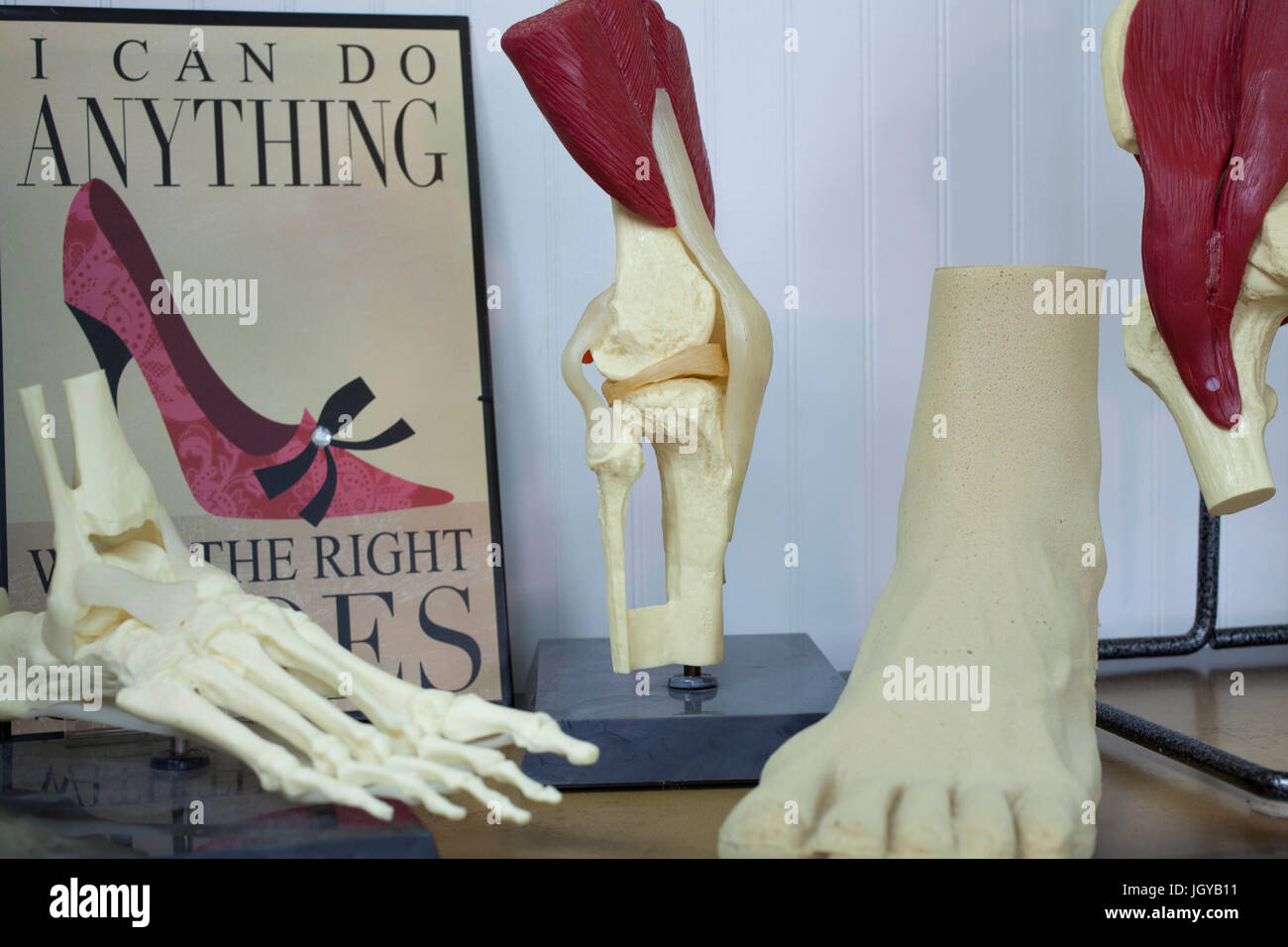 Anatomy display hi-res stock photography and images - Alamy