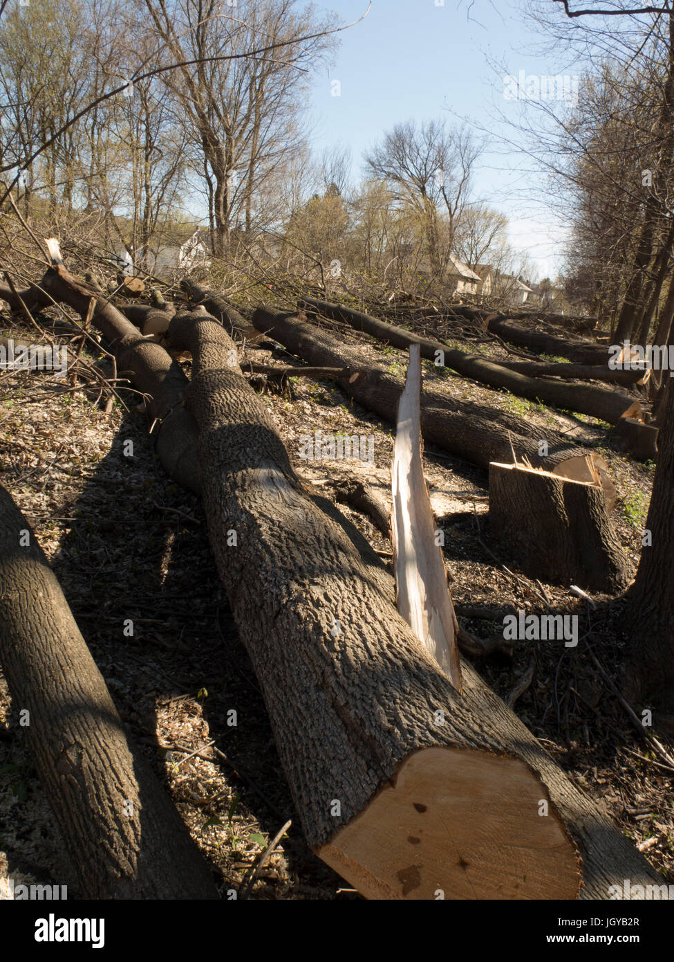 Trees are cut to make way for a bike trail extension in Massachusetts ...