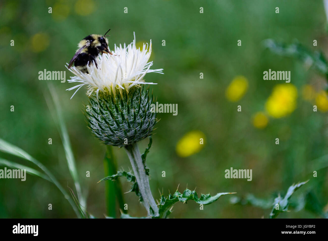 Bumble bee pollination on a flower in Yosemite National Park Stock ...