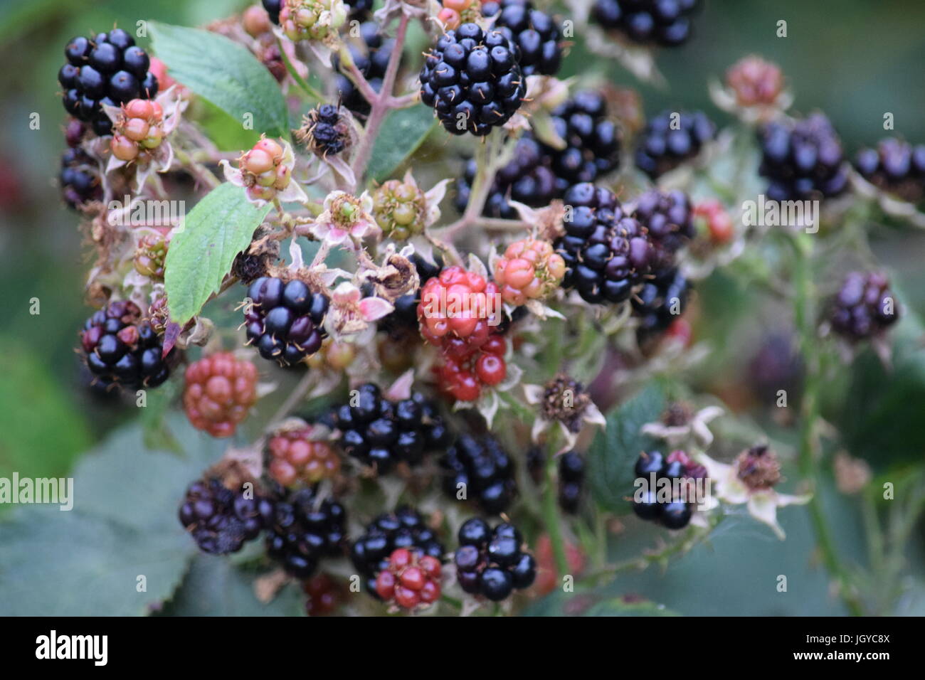 Brambles vine hi-res stock photography and images - Alamy
