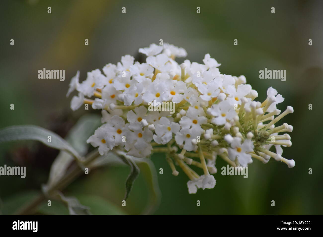 Flowers of buddleia Stock Photo - Alamy