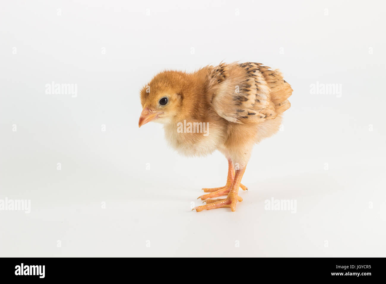 Chicken, Rhode Island Red Chick on white background Stock Photo - Alamy