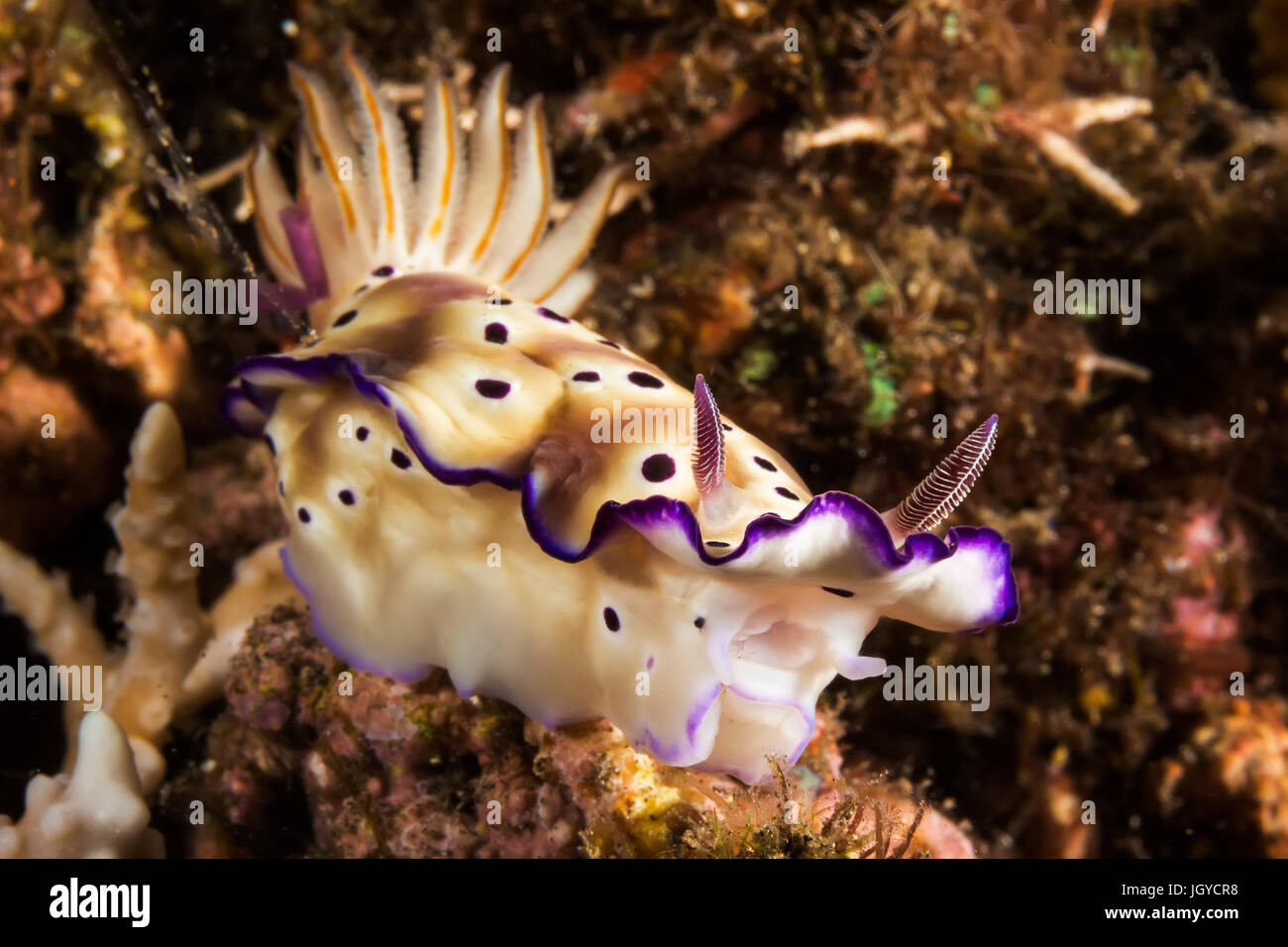 Underwater picture of Risbecia pulchella show its mouth, Nudibranch ...