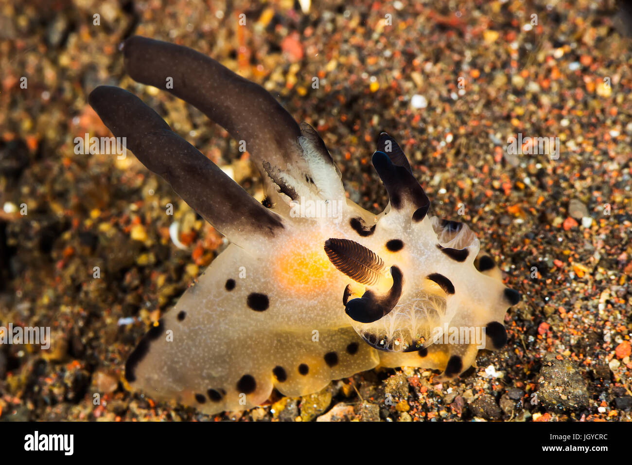 Underwater picture of Thecacera Nudibranch, Sea Slug Stock Photo - Alamy