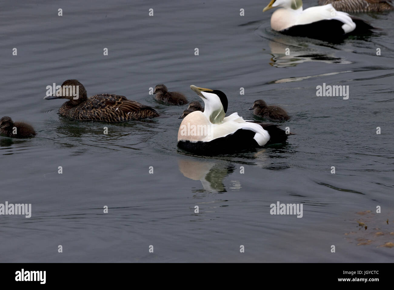 Northern eider hi-res stock photography and images - Alamy