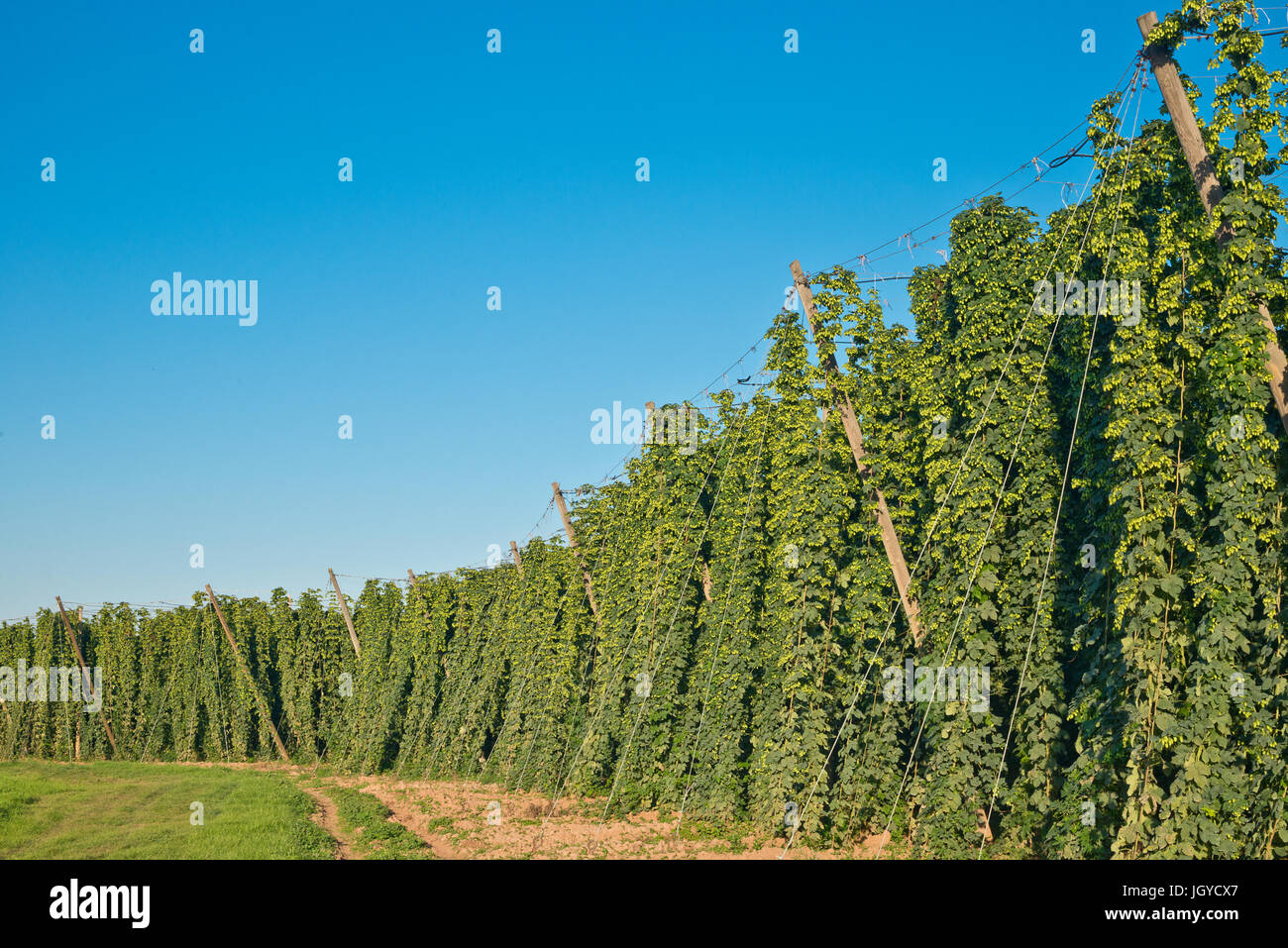 Ripe hops hi-res stock photography and images - Alamy