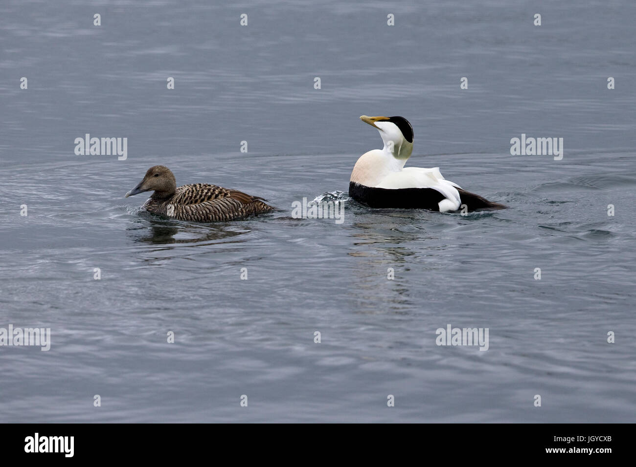 Northern eider hi-res stock photography and images - Alamy