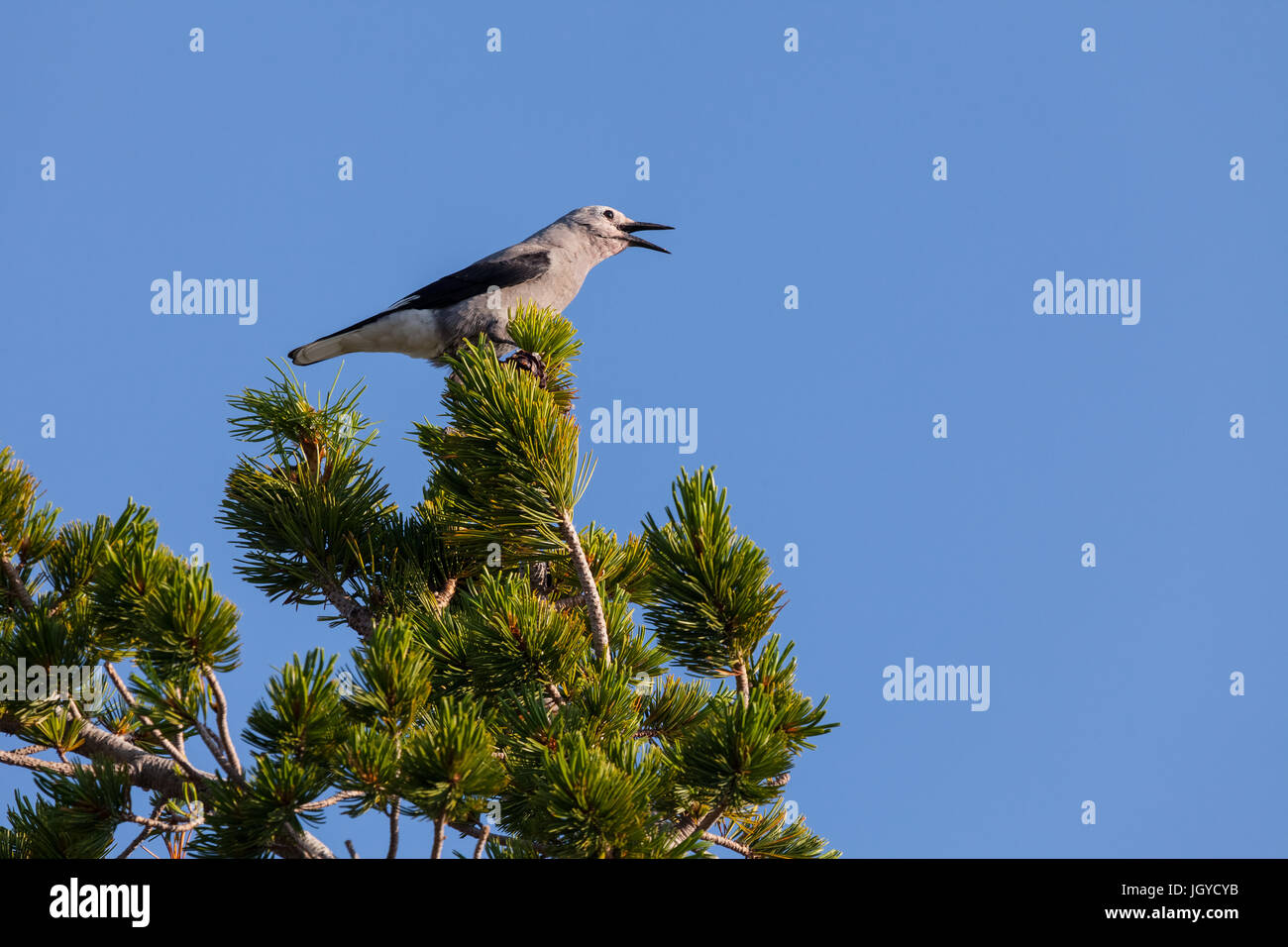North american nutcracker hi-res stock photography and images - Alamy
