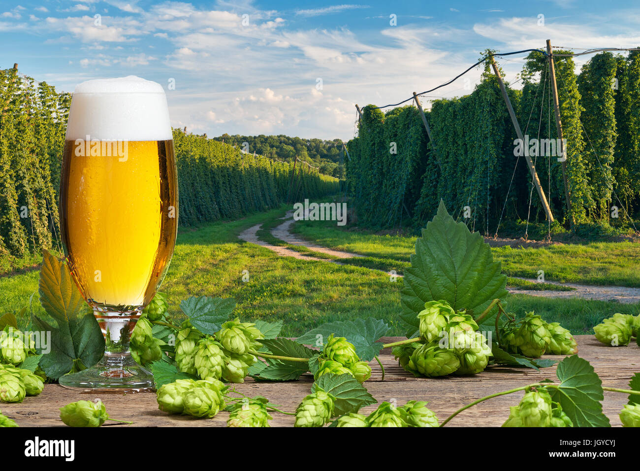 Hop field dirt hi-res stock photography and images - Alamy