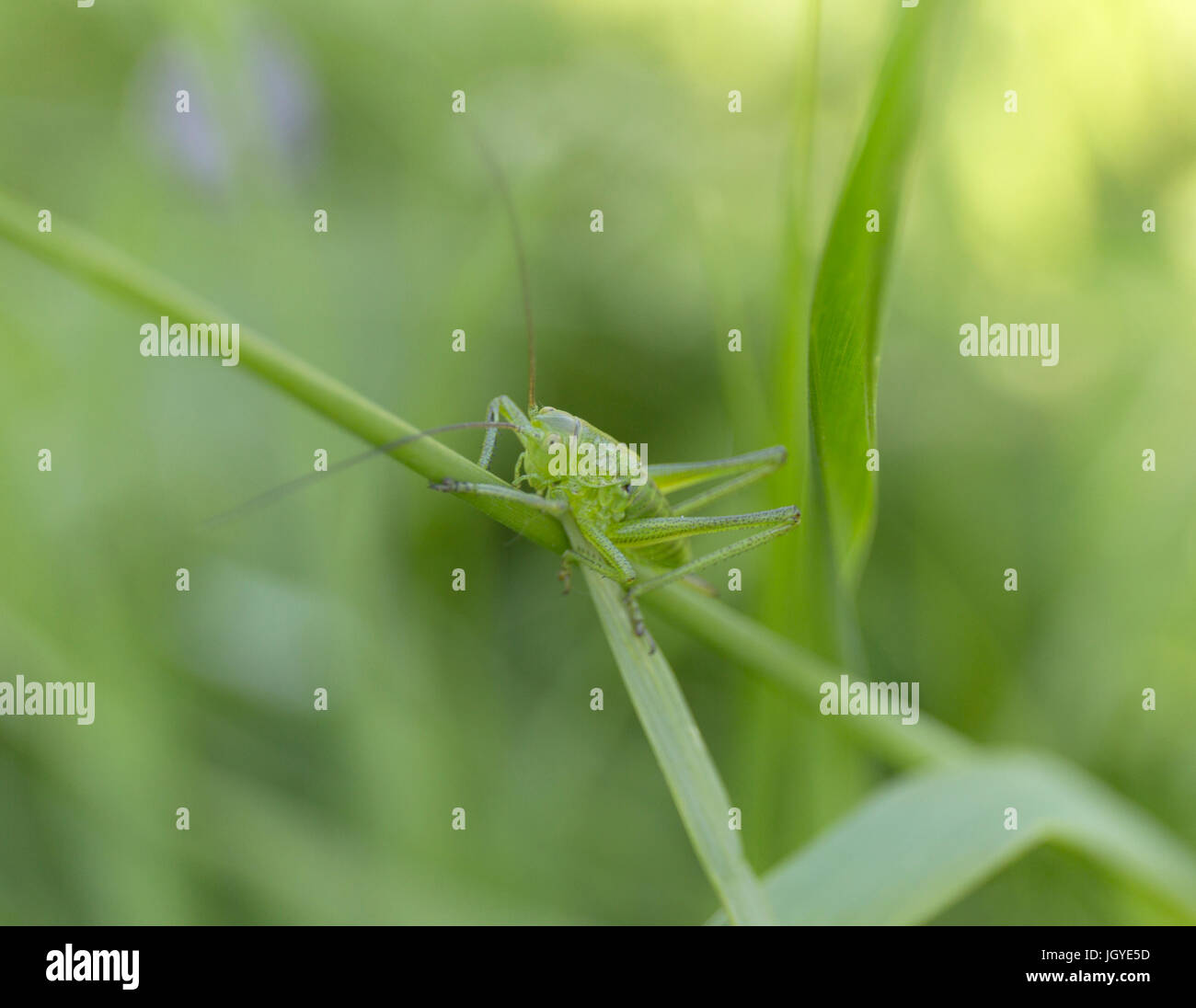 A green grasshopper on grass. Summer blur background Stock Photo - Alamy