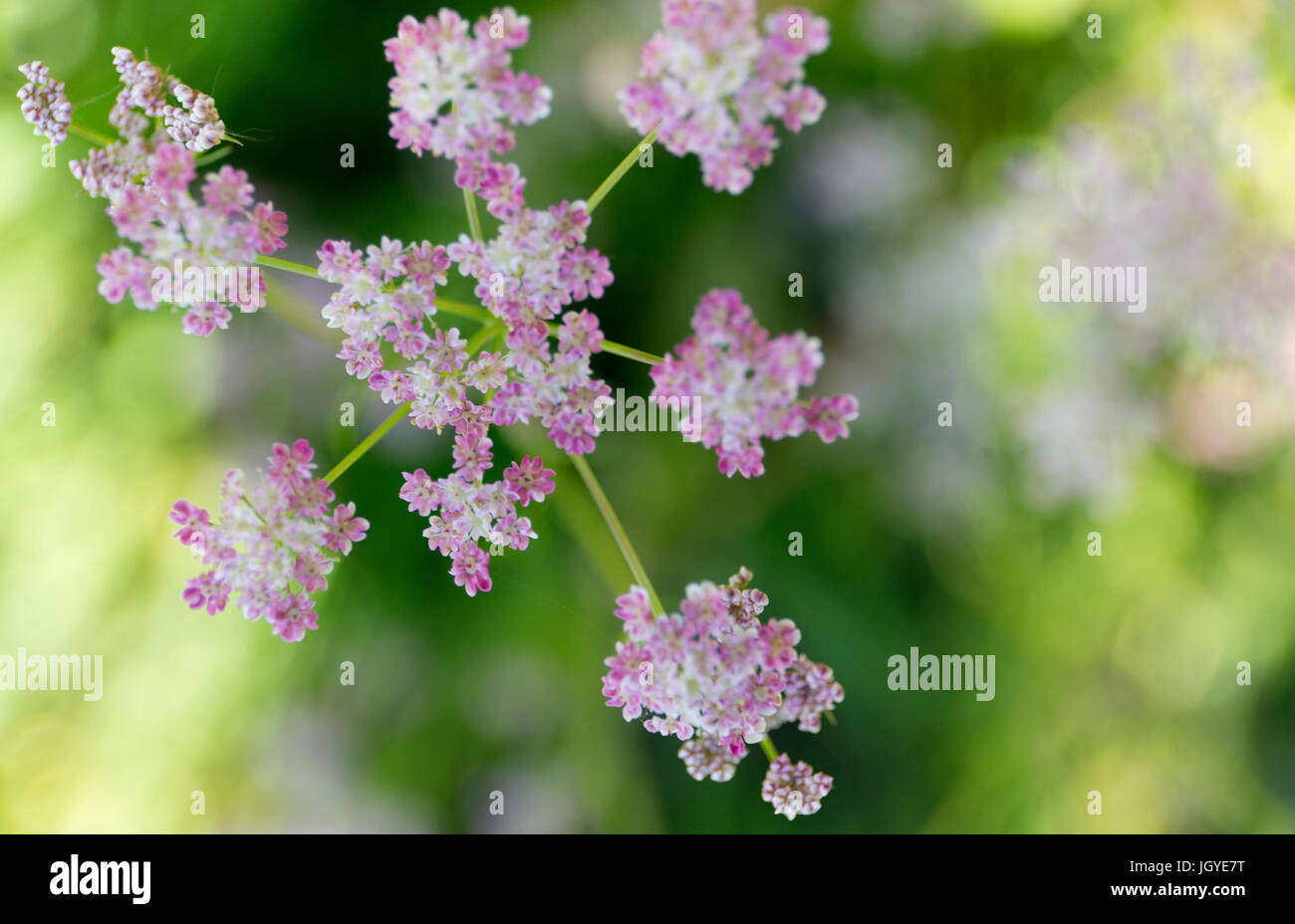 Achillea millefolium. Pink yarrow. Wildflowers on blur green background ...
